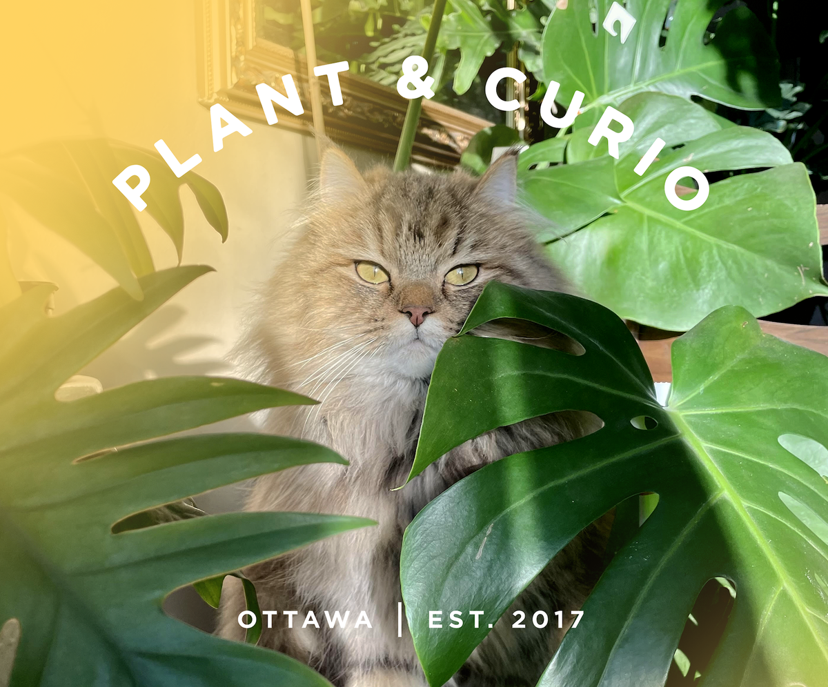 Cutest Plant Shop | Plant & Curio
